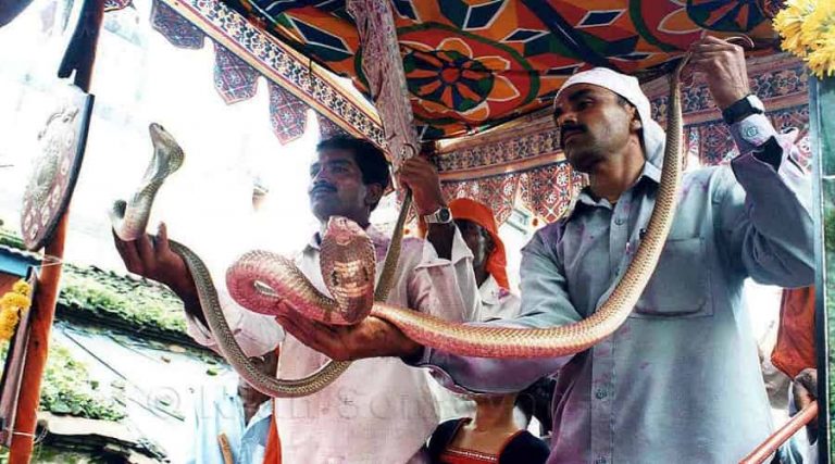Snake Festival (Nagpanchami), Battis Shirala, Maharashtra