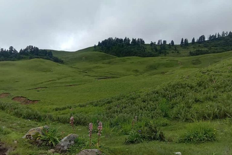Dayara Bugyal Trek Guide - Trekking Route, Itinerary, Travel Tips