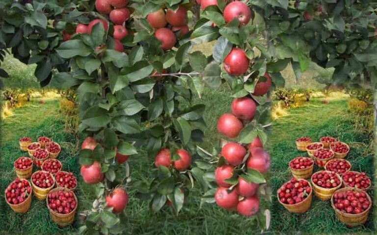 15 Apple Orchard Destination To Visit in India