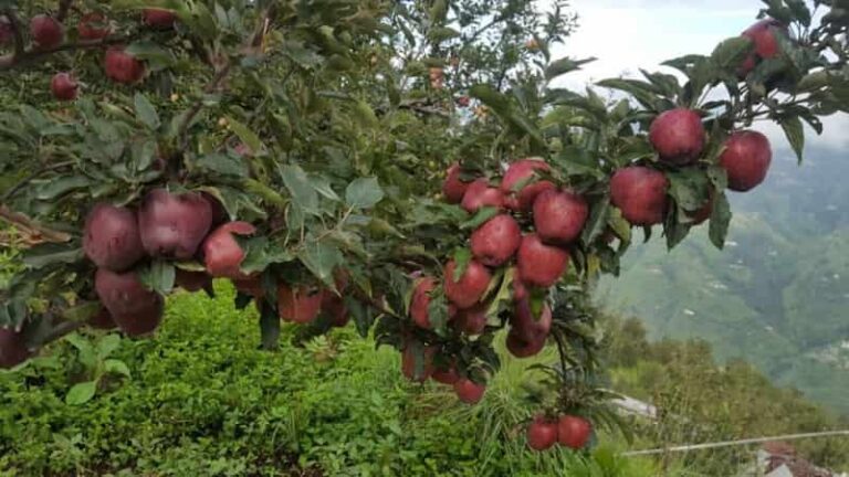 15 Apple Orchard Destination To Visit in India
