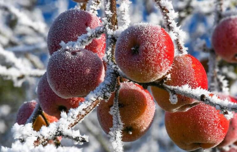 15 Apple Orchard Destination To Visit in India