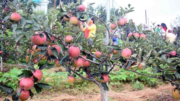 15 Apple Orchard Destination To Visit in India