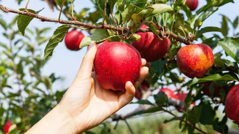 15 Apple Orchard Destination To Visit in India