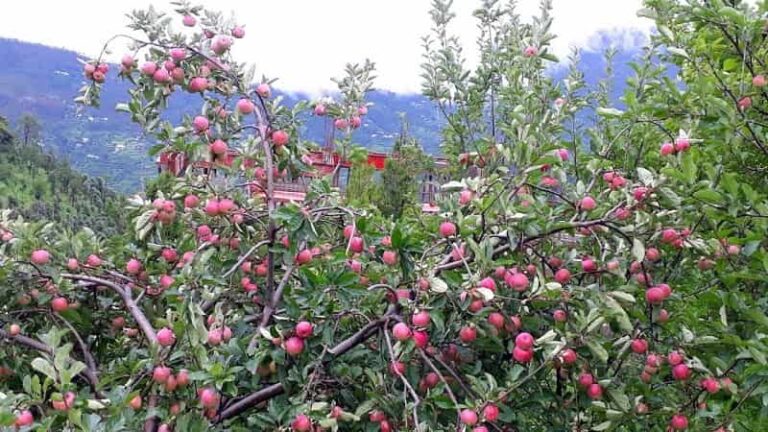15 Apple Orchard Destination To Visit in India