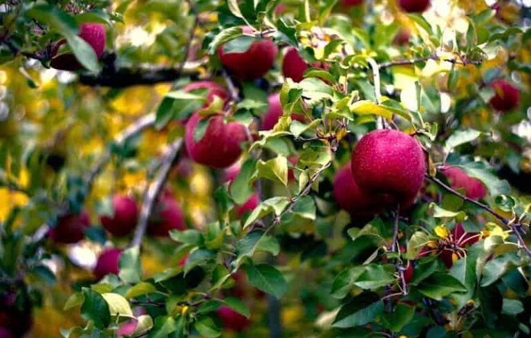 15 Apple Orchard Destination To Visit in India