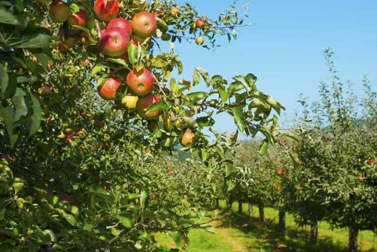 15 Apple Orchard Destination To Visit in India