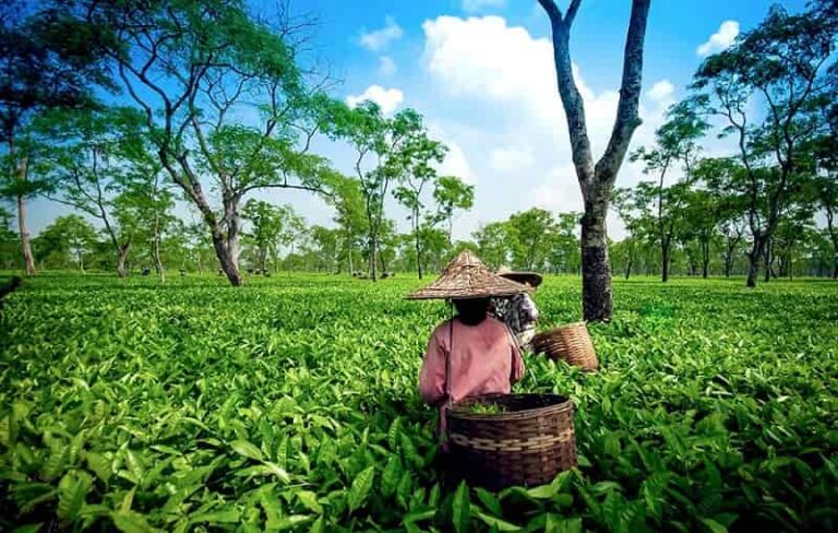 11 Most Popular Tea Estates in India