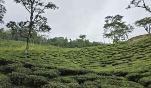 11 Most Popular Tea Estates in India