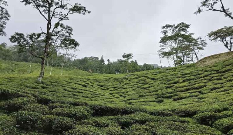 11 Most Popular Tea Estates in India