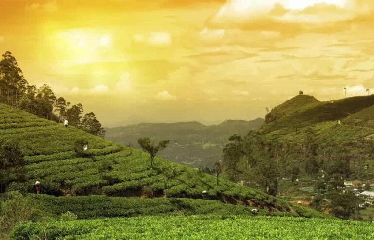 11 Most Popular Tea Estates in India