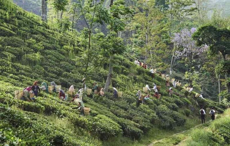 11 Most Popular Tea Estates in India