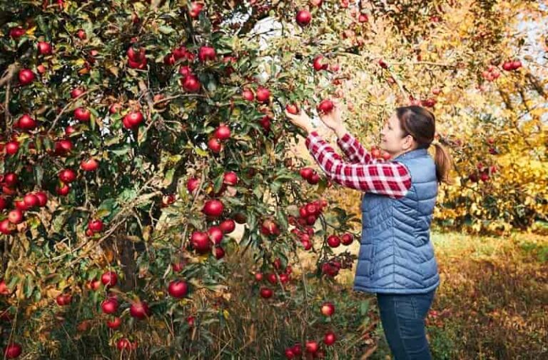 15 Apple Orchard Destination To Visit in India