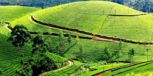 11 Most Popular Tea Estates in India