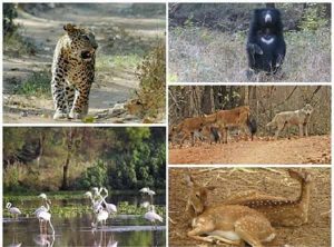 Top 20 National Parks and Wildlife Sanctuaries in Gujarat
